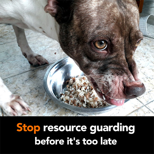 Pupstanding Academy Dog Training and Behavior Consulting